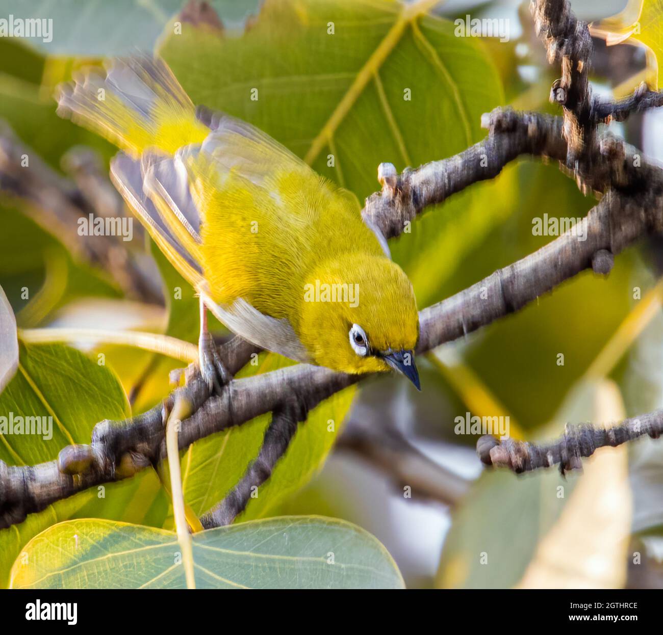 Eye position hi-res stock photography and images - Alamy