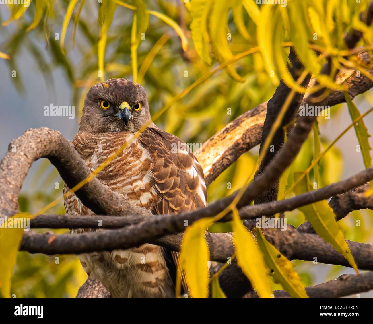 Sparrow hawk male female hi-res stock photography and images - Alamy