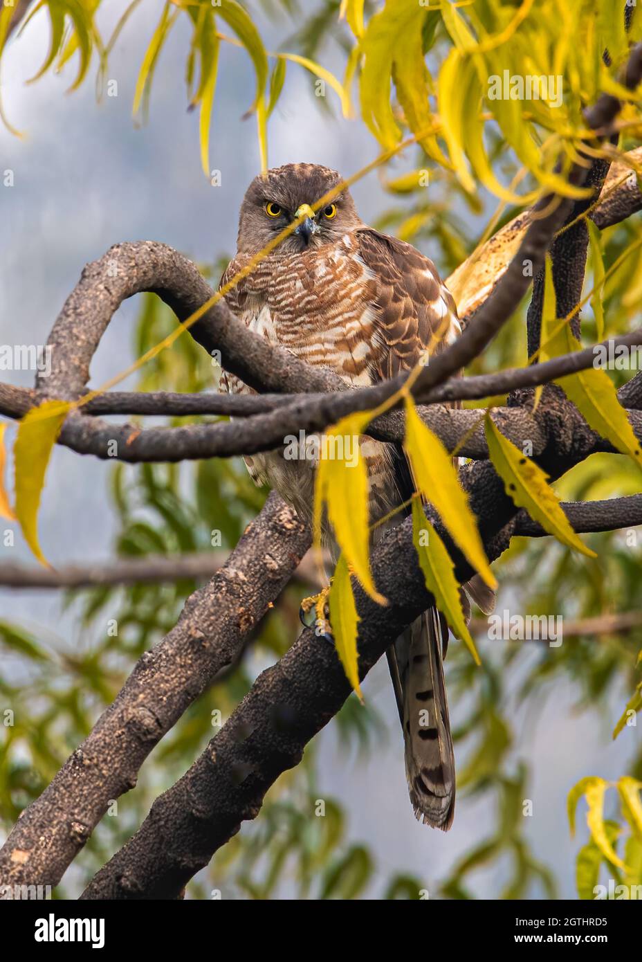 Sparrow Hawk sitting on a tree hidden in leafs Stock Photo - Alamy