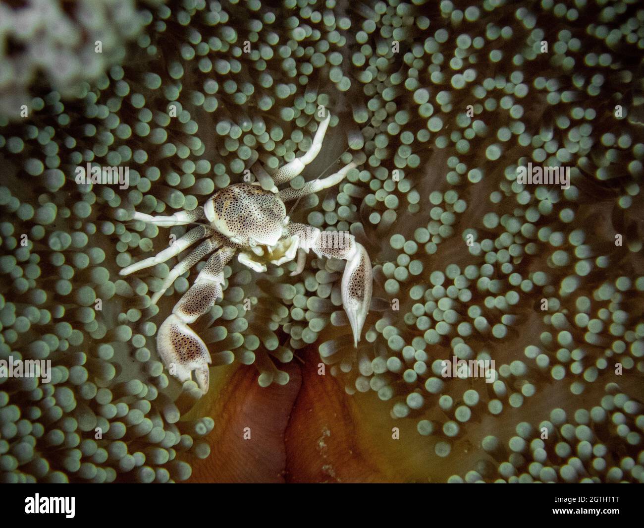 Starfish and crab hi-res stock photography and images - Alamy