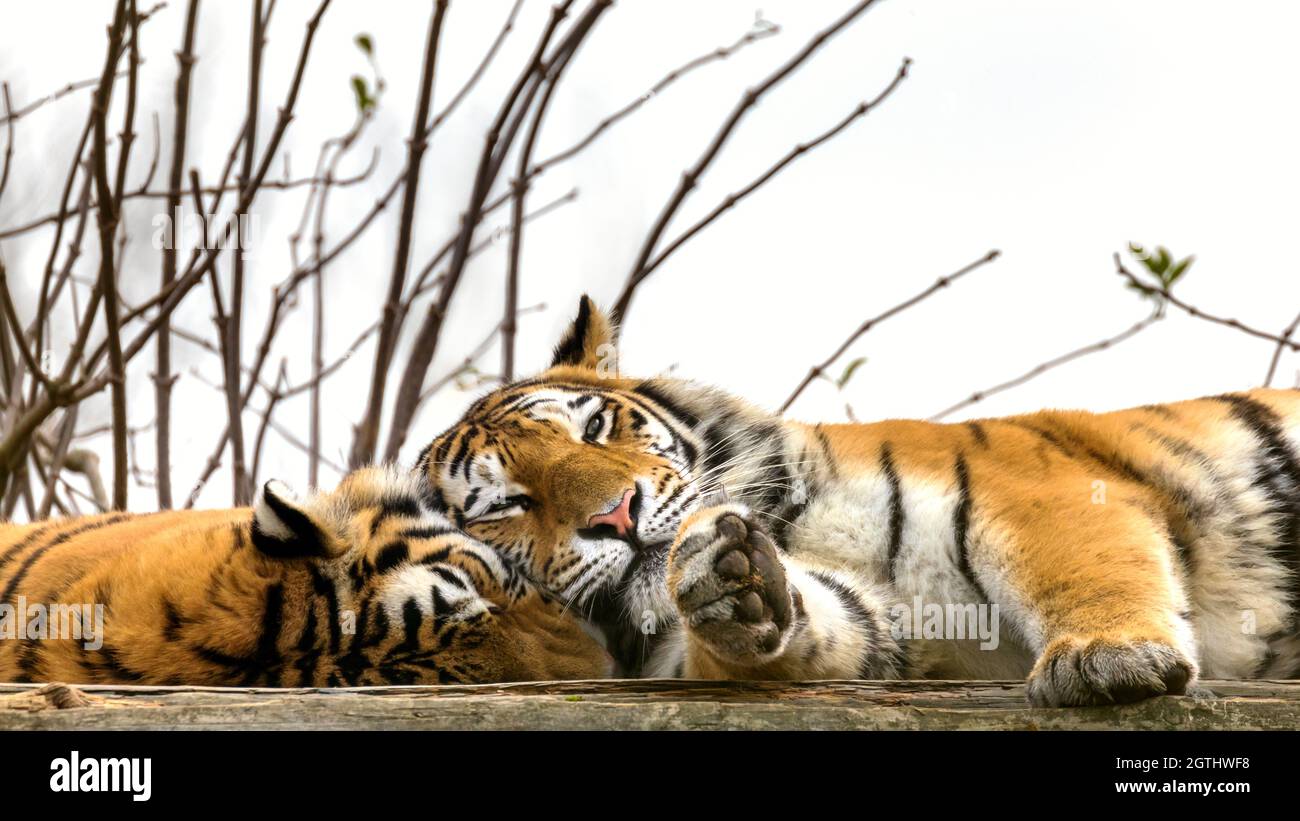 Pair of Siberian or Amur tigers resting . This endangered species of ...