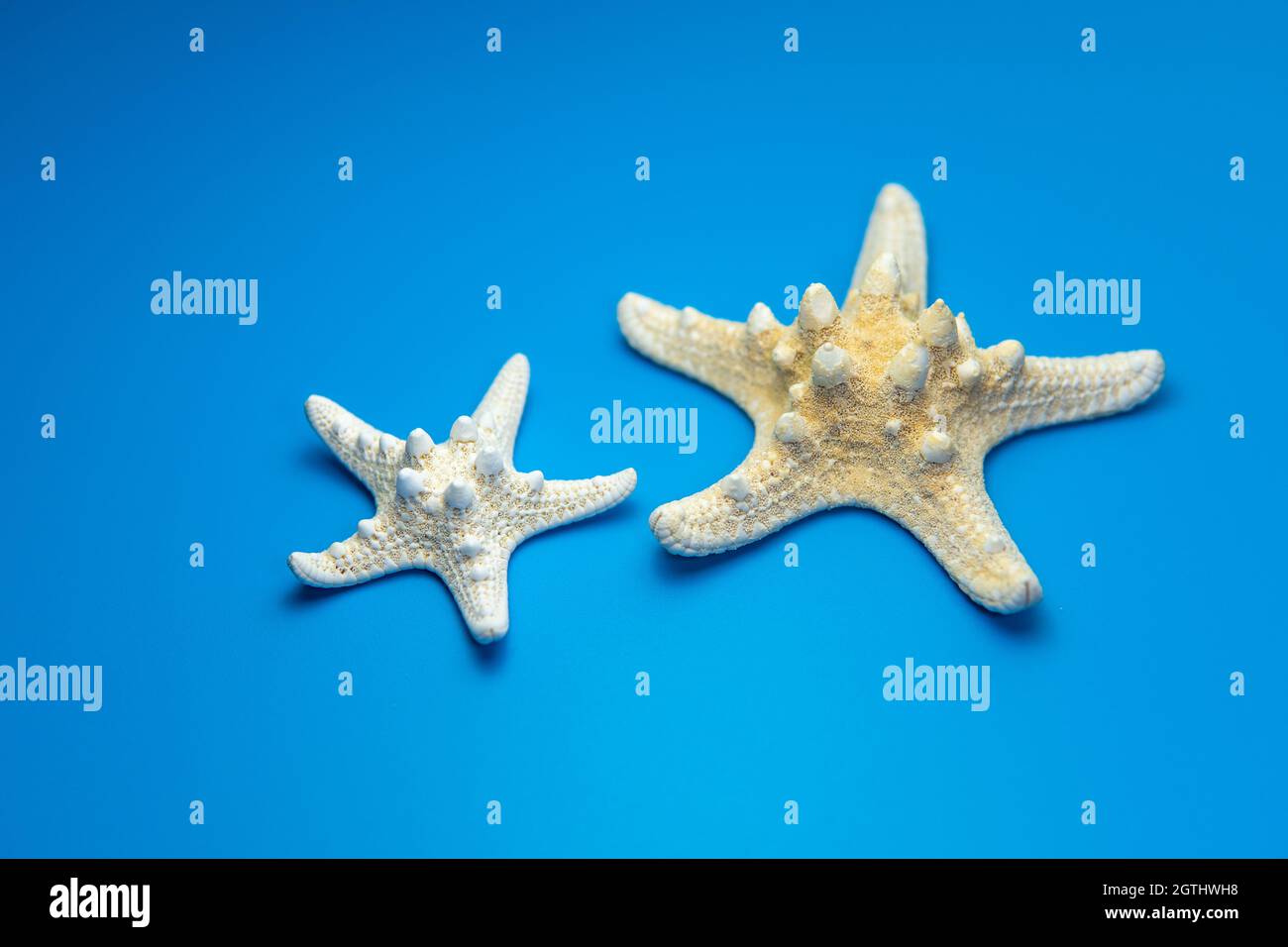 Starfish isolated on a blue background. One dried five finger fish or ...