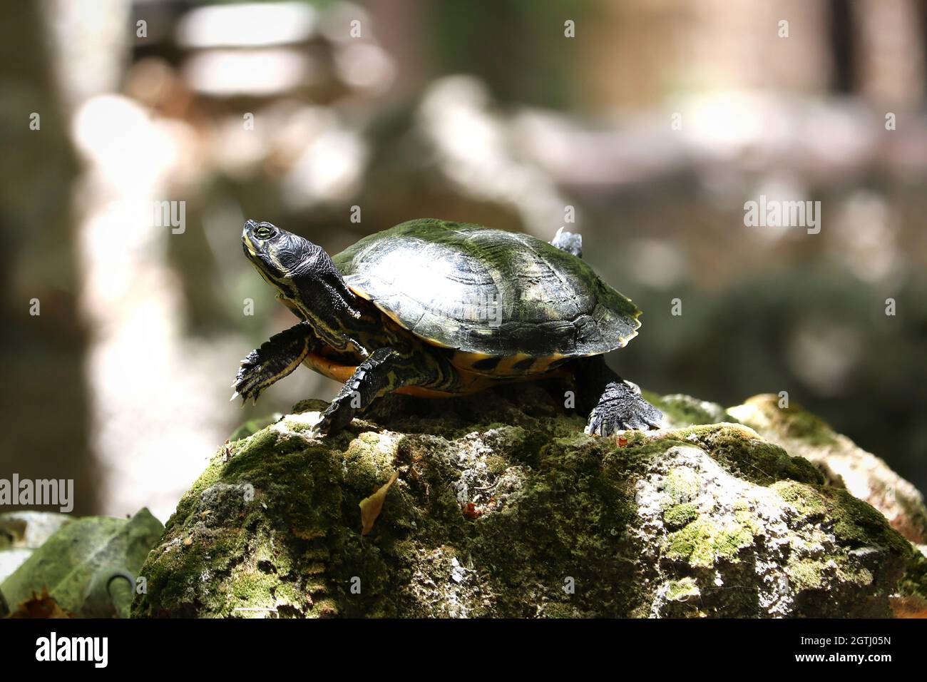 Snapping turtle shell close up hi-res stock photography and images - Alamy