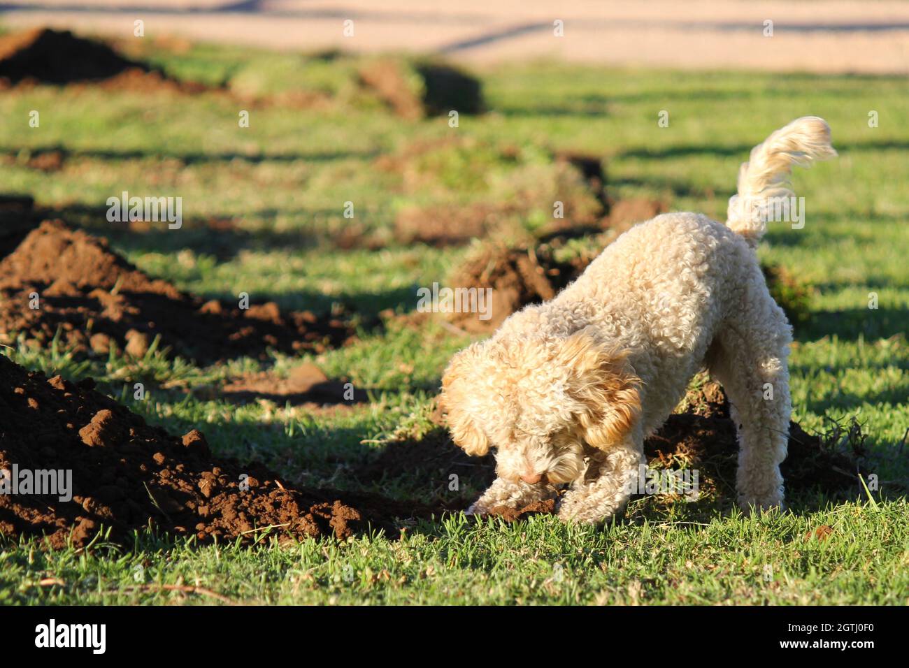 Sheep digging for grass hi-res stock photography and images - Alamy