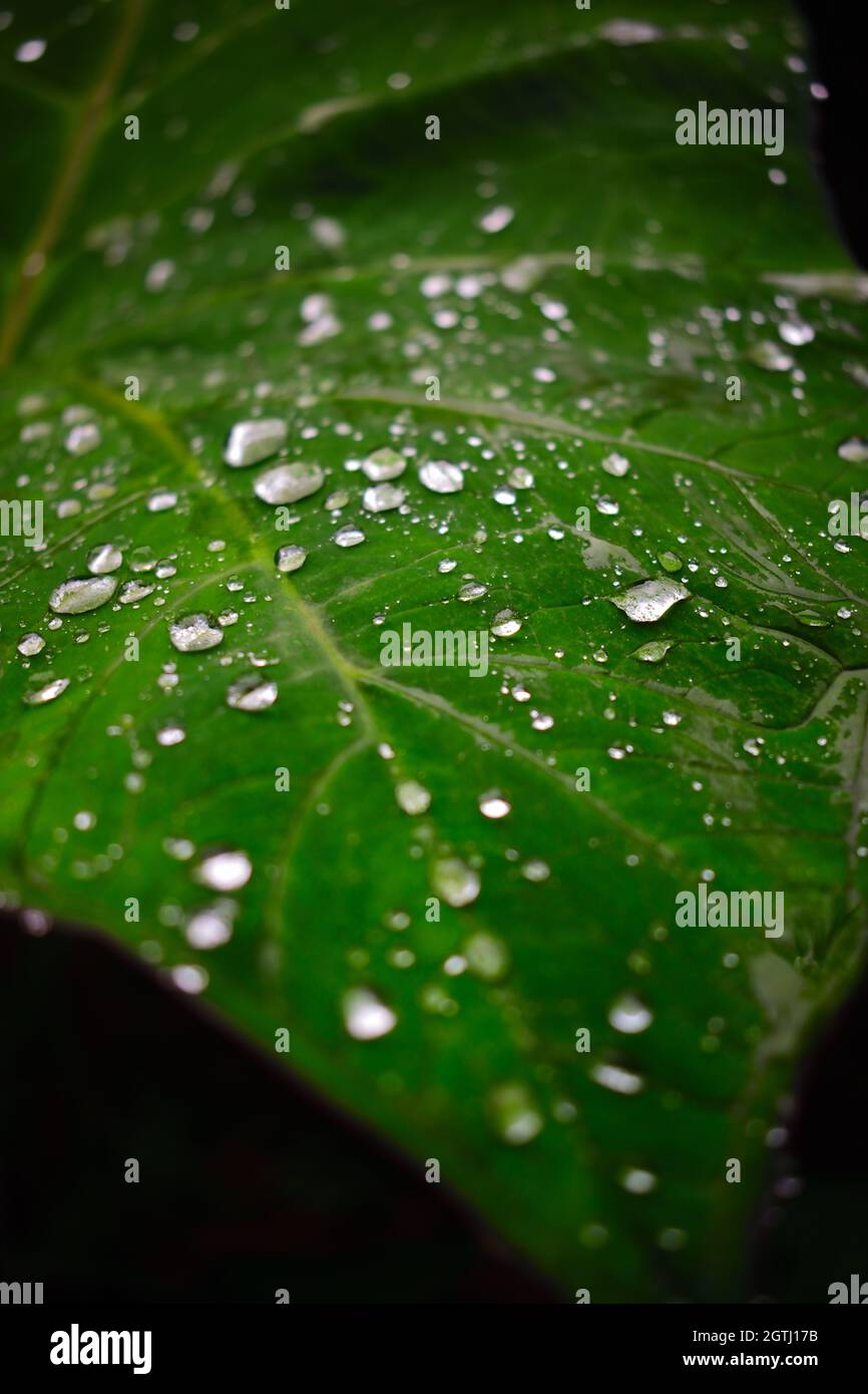 Beautiful rain drops on a green leaf after heavy raining Stock Photo ...