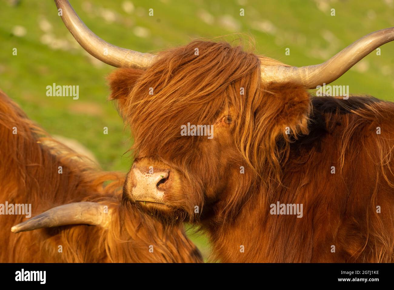 Highland rustic cattle on the grass fields of the historic village of ...