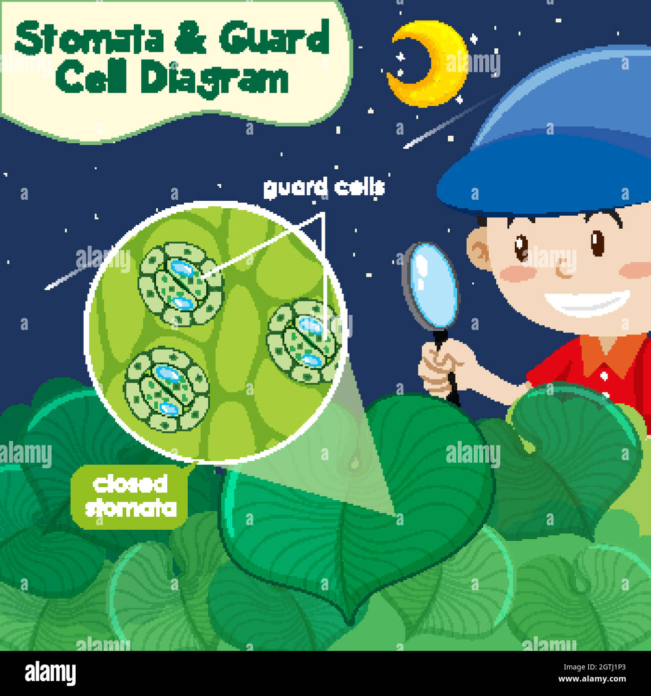 Diagram showing stomata and guard cell diagram Stock Vector Image & Art ...