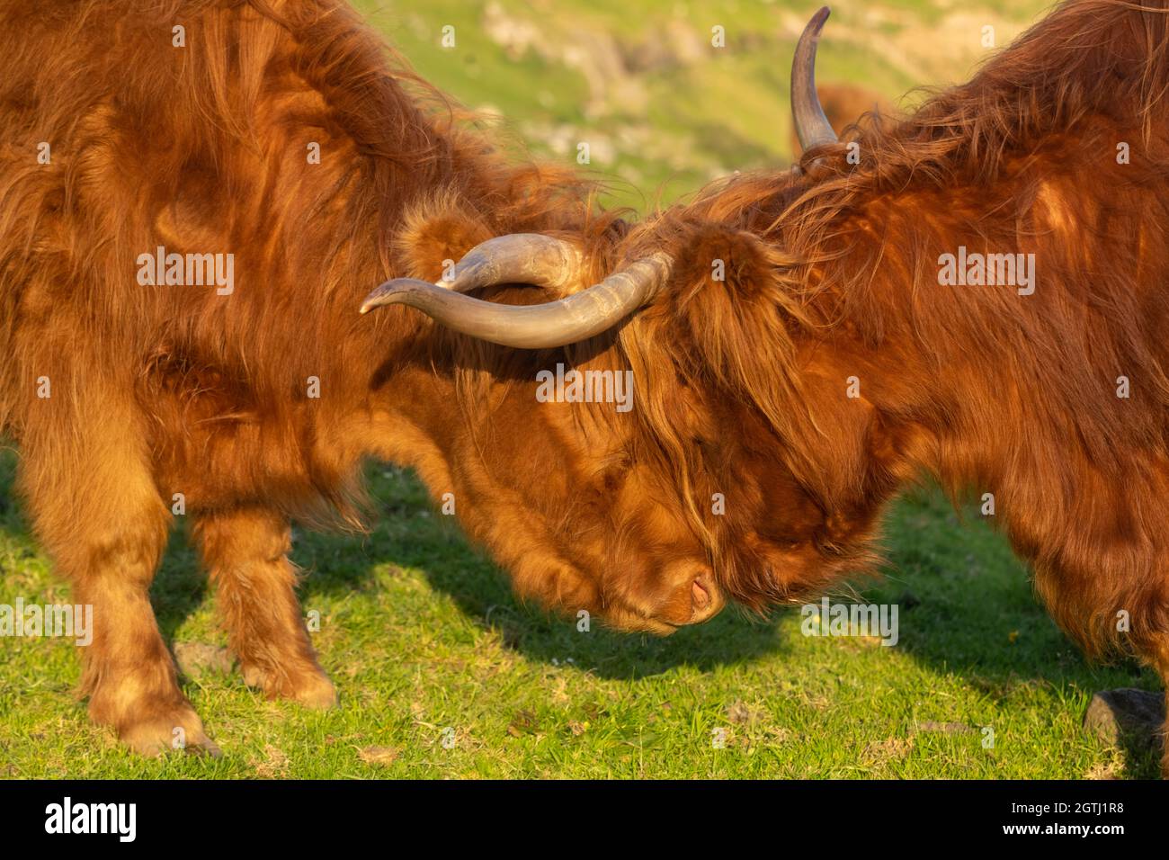 Highland rustic cattle on the grass fields of the historic village of ...