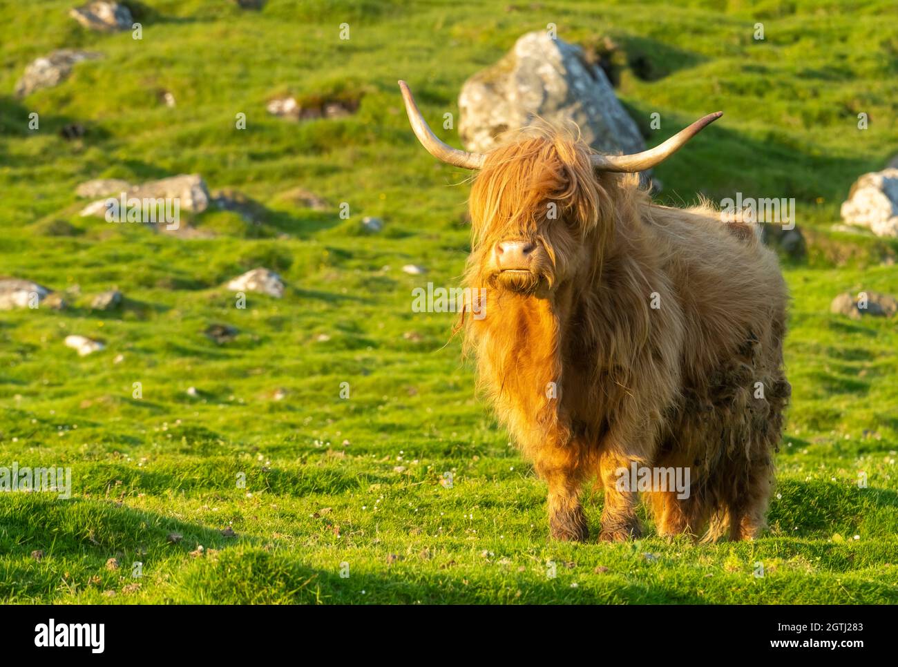 Highland rustic cattle on the grass fields of the historic village of ...