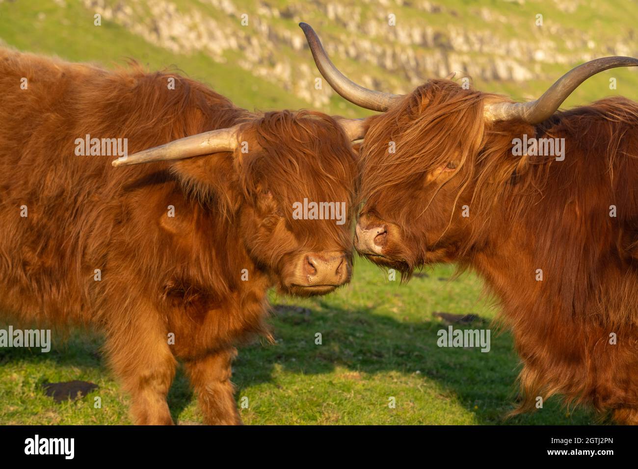 Highland rustic cattle on the grass fields of the historic village of ...