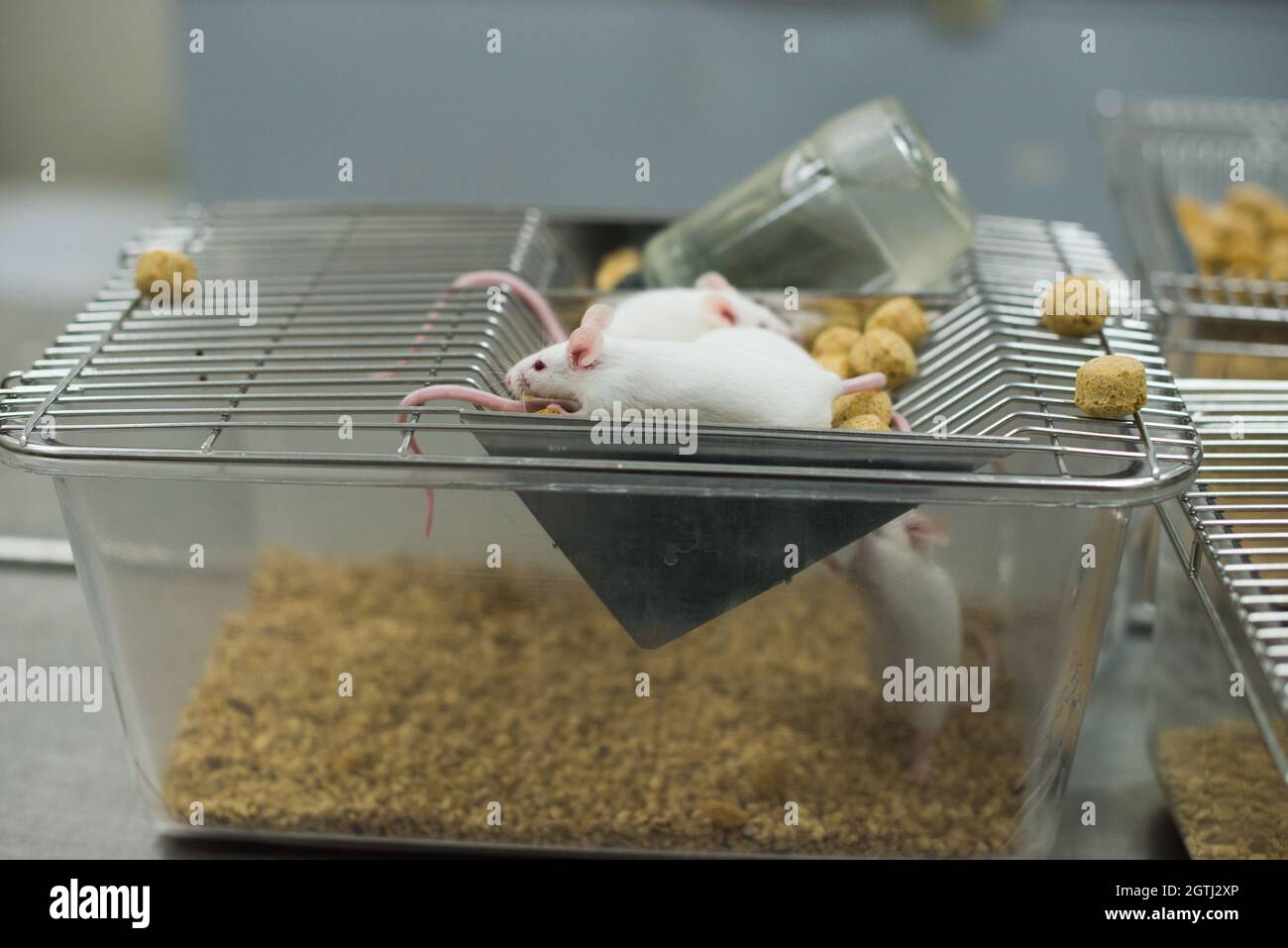 Rat food lab hi-res stock photography and images - Alamy