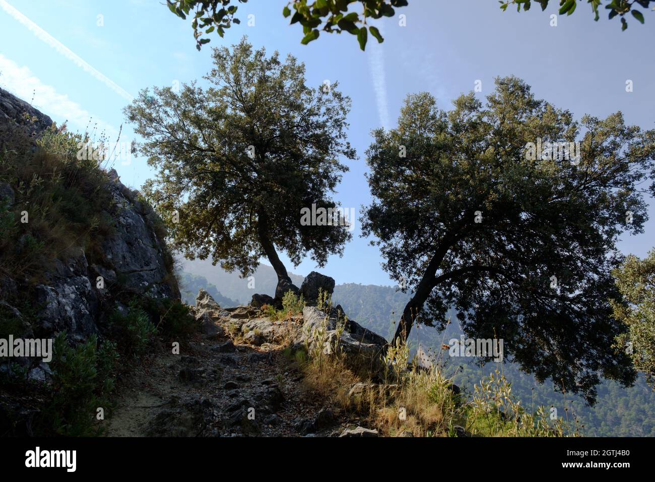 Walking the Ruta Botanica in the El Alcazar recreational area, Alcaucin ...