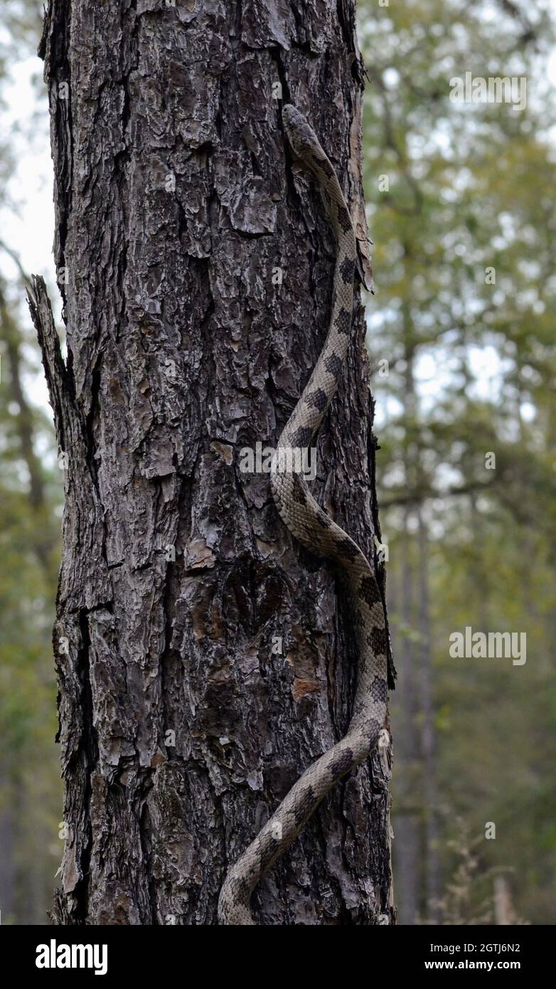 Beauty ratsnake hi-res stock photography and images - Alamy