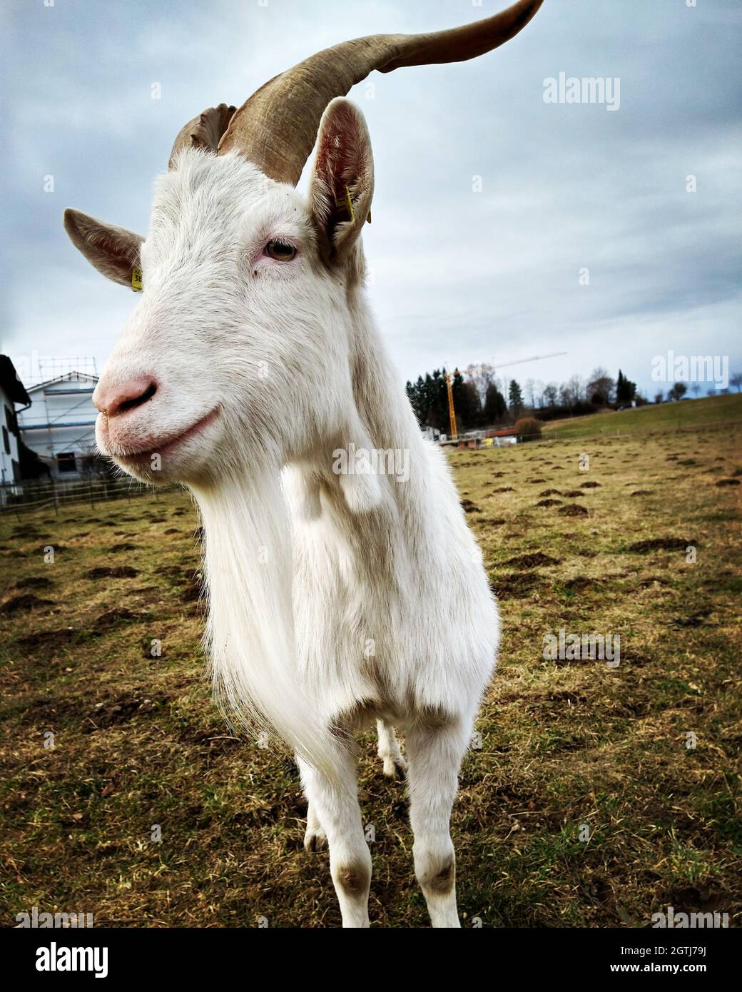 Goat standing on cow hi-res stock photography and images - Alamy