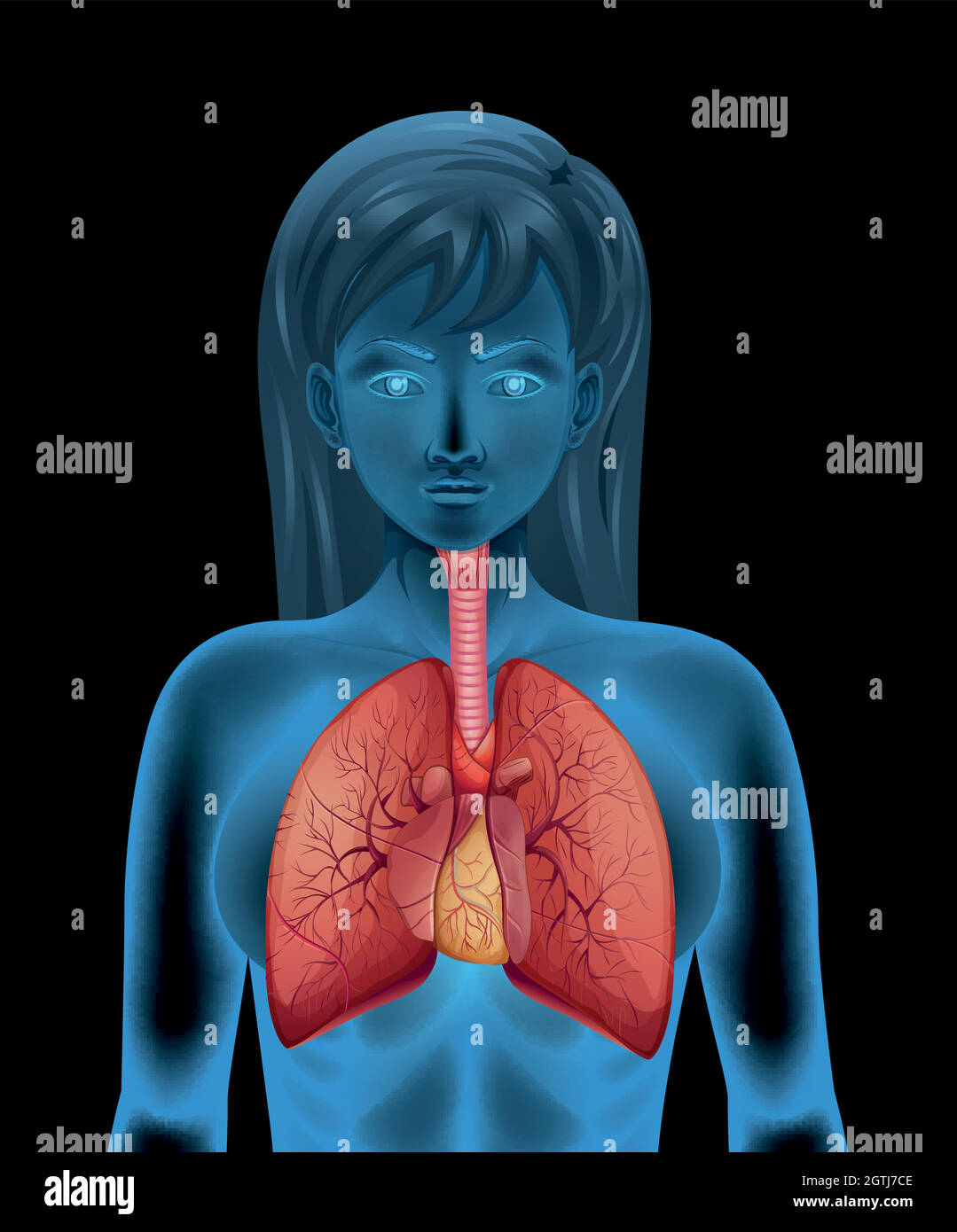Human respiratory system hi-res stock photography and images - Alamy