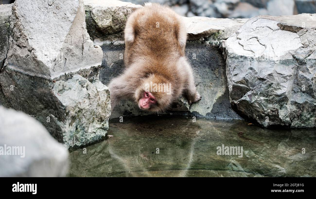 View Of Monkey Drinking Water From Rock Stock Photo - Alamy