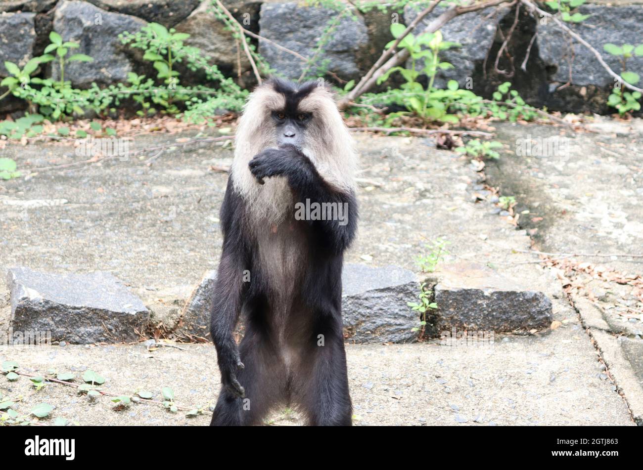 Lion tailed macaque black monkey’s Stock Photo - Alamy
