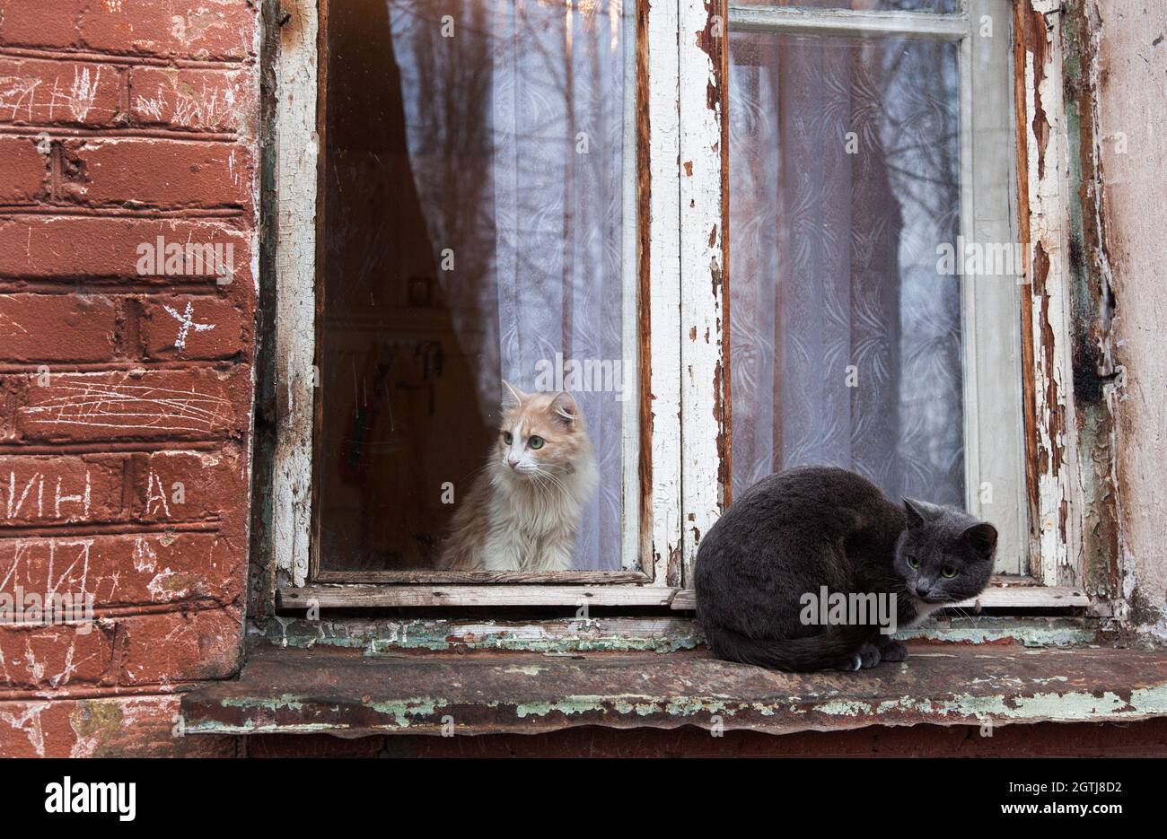 The cats curiously looking out from the window of the house Stock Photo ...