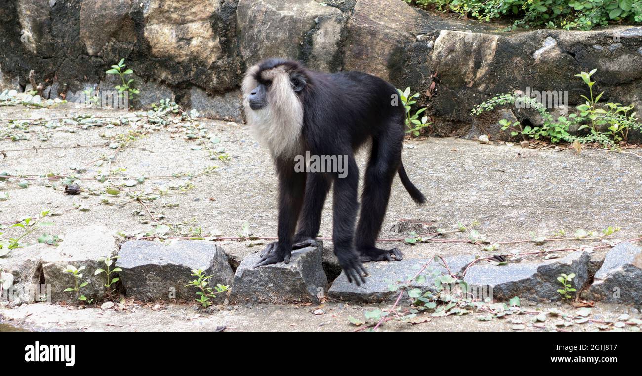 Lion tailed macaque black monkey’s Stock Photo - Alamy