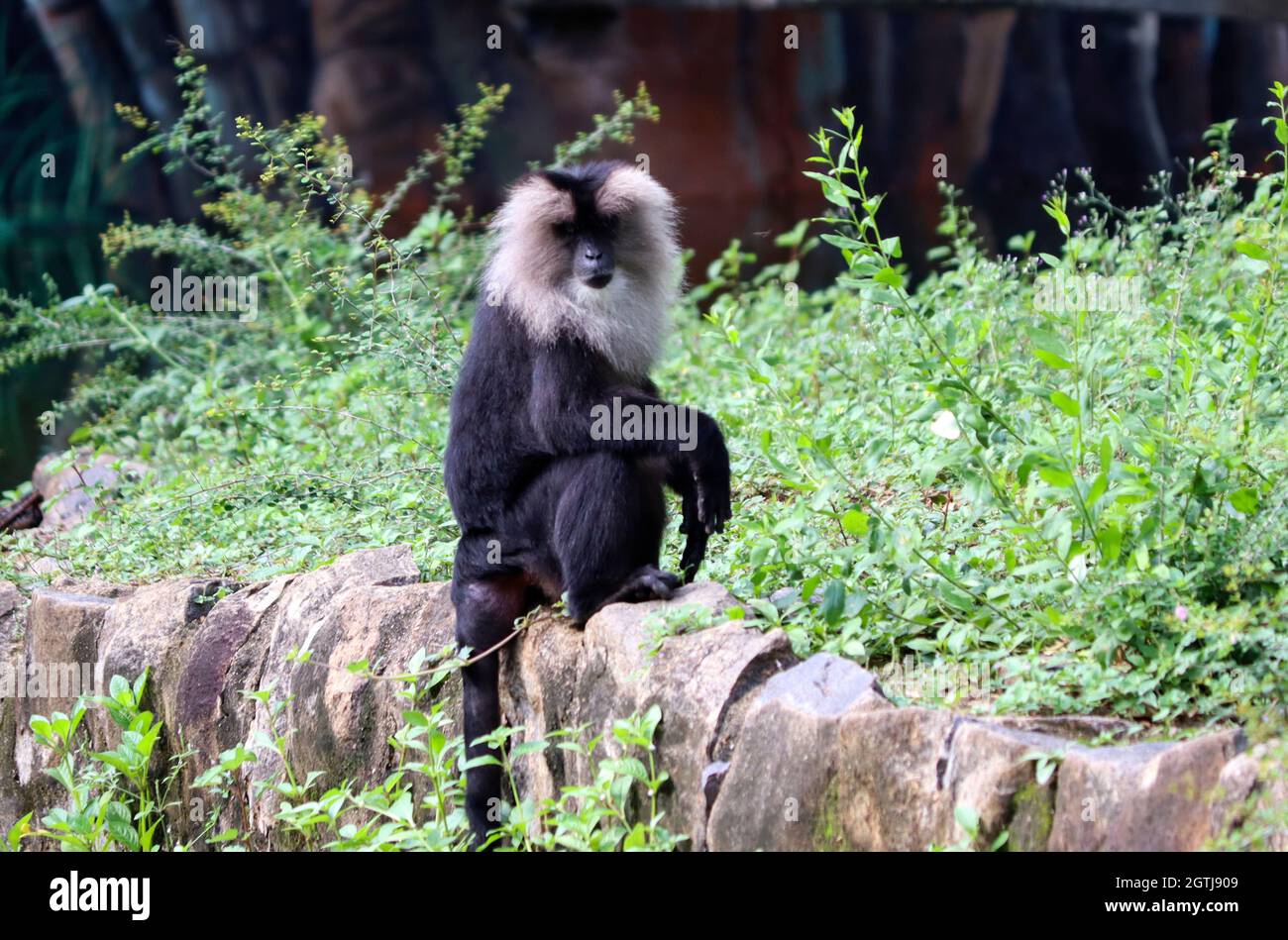 Lion tailed macaque black monkey’s Stock Photo - Alamy