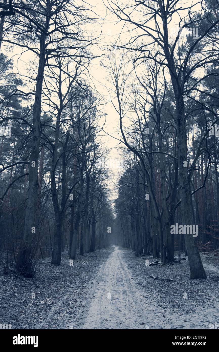 path through dark forest in winter Stock Photo - Alamy path through dark forest in winter Stock Photo - Alamy