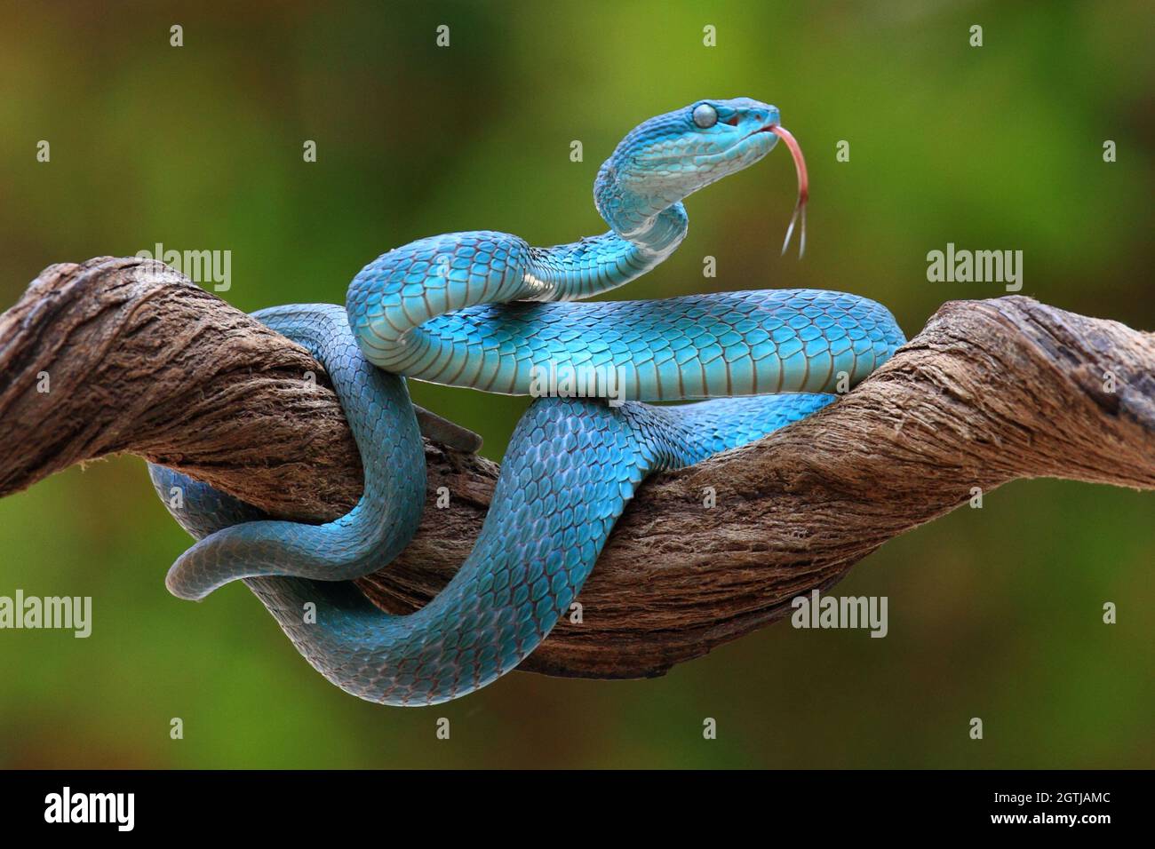 Snake curled on tree branch hi-res stock photography and images - Alamy
