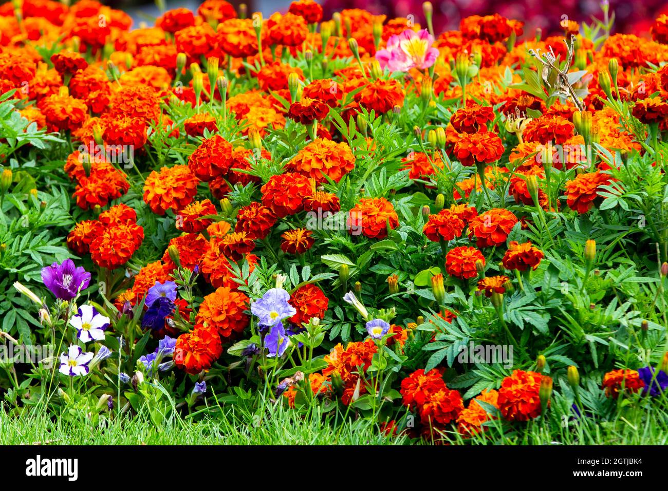 A display of marigolds in a flower bed Stock Photo - Alamy