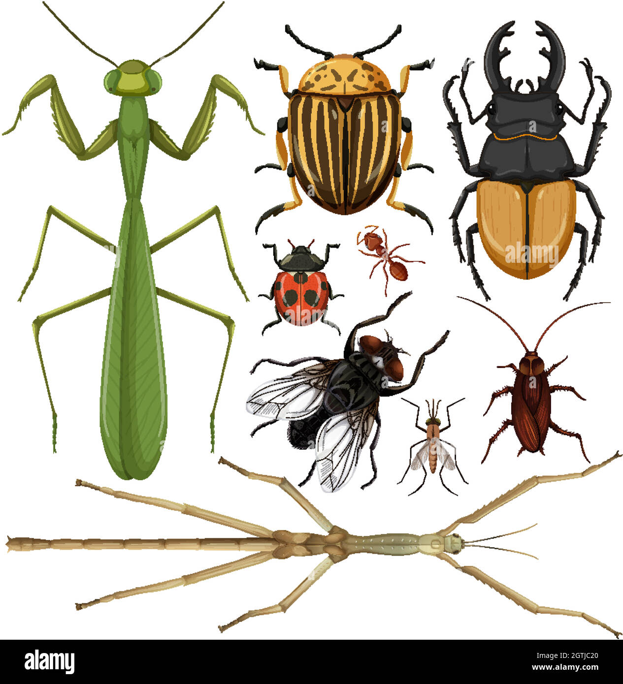 Set of different insects on white background Stock Vector Image & Art ...