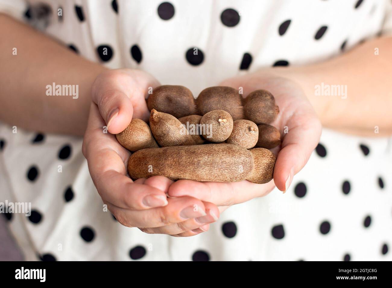 Fresh tamarind fruit ripe in the Caucasian woman hands on light ...