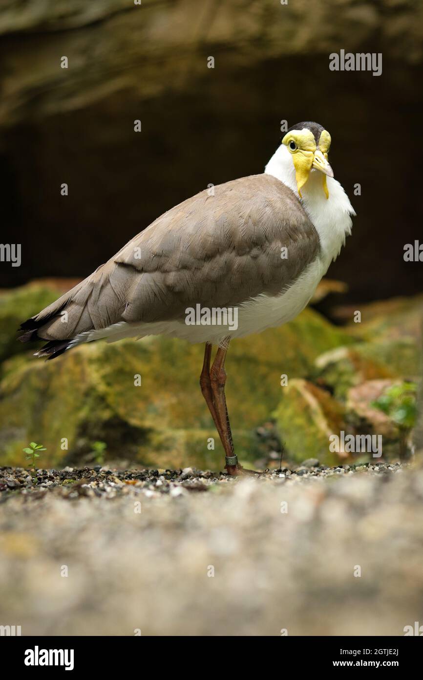 Masked lapwing eye hi-res stock photography and images - Alamy