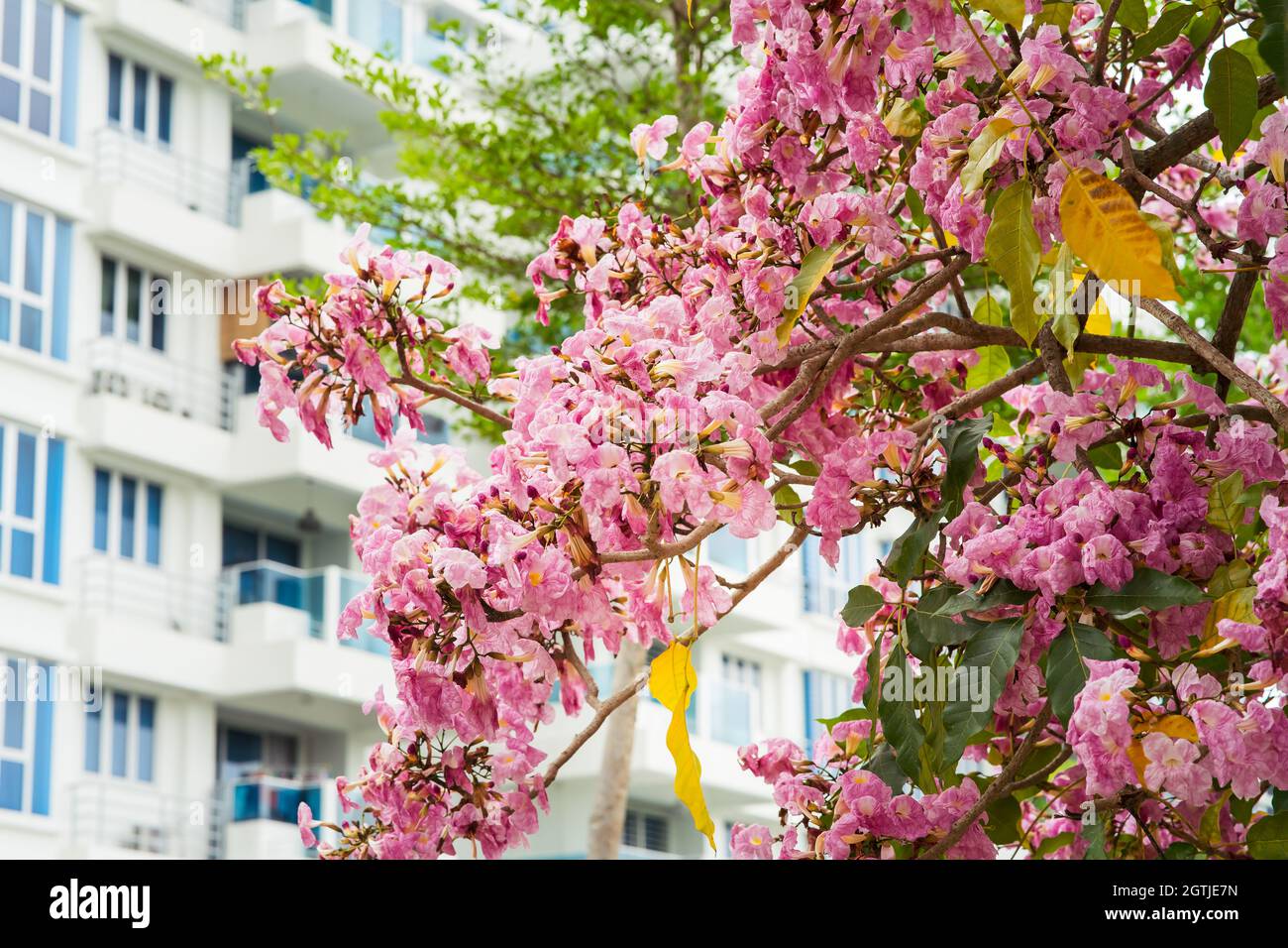 Tecoma flower hi-res stock photography and images - Alamy