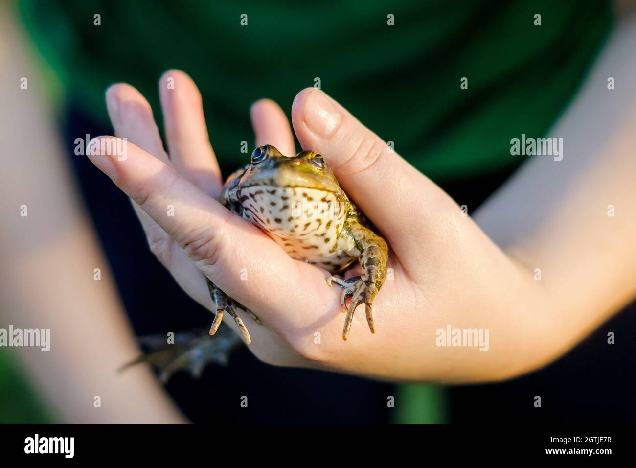 Toad pets hi-res stock photography and images - Alamy