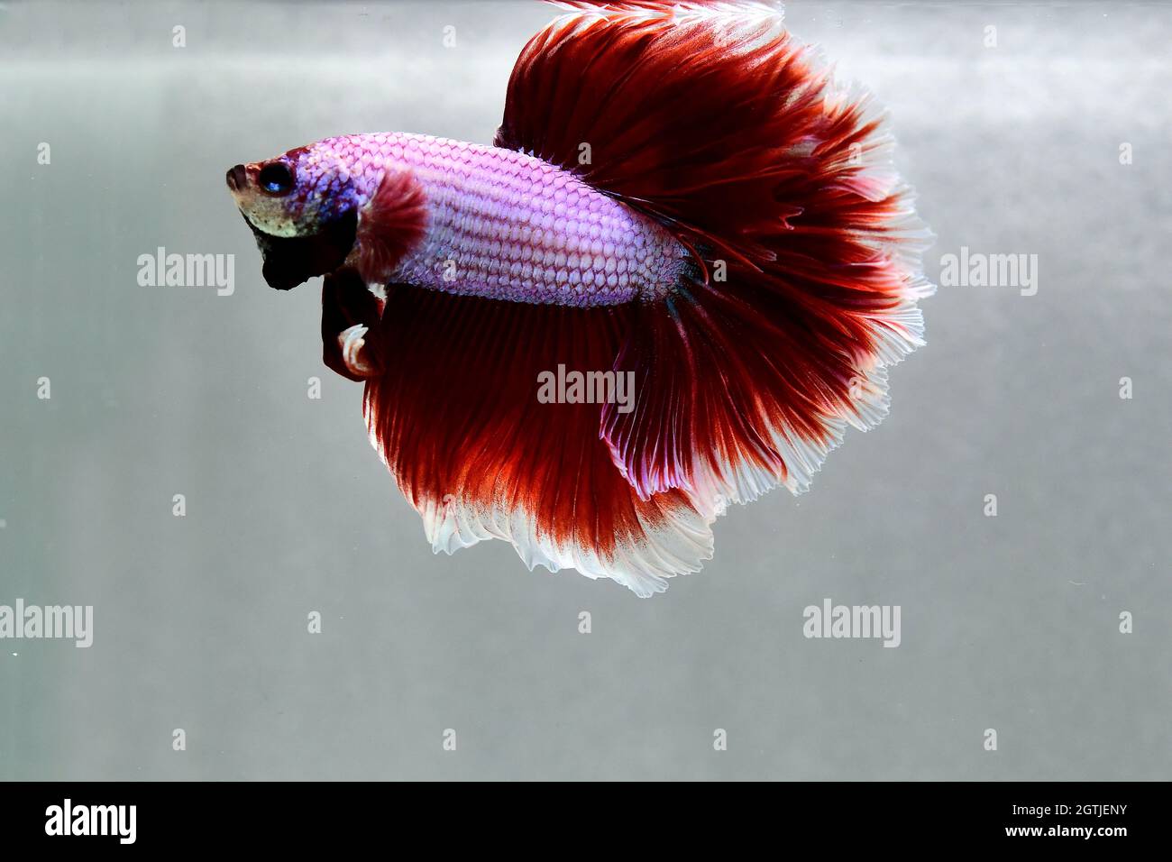 Red And Purple Betta Fish