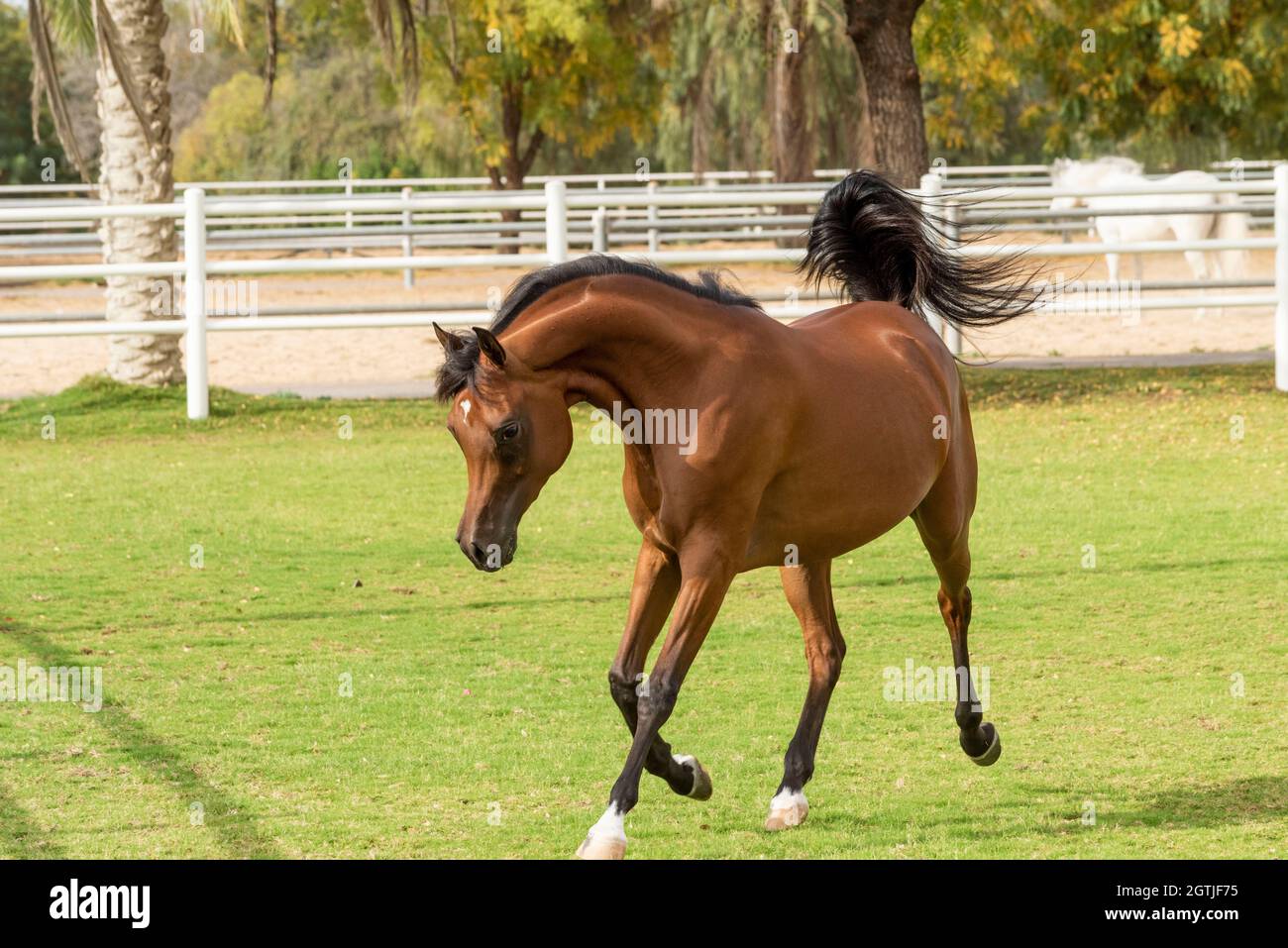 Arabian land hi-res stock photography and images - Alamy