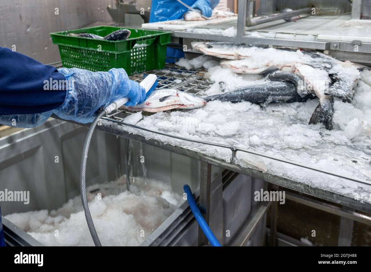 Cleaning chilled trout carcasses from ice crumbs Stock Photo - Alamy