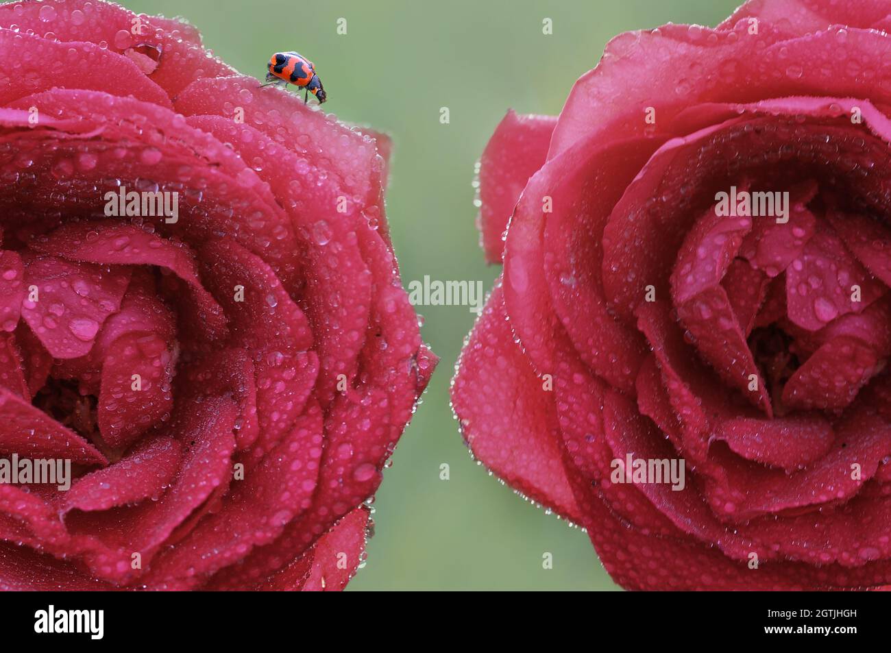 Ladybug on petal rose hi-res stock photography and images - Alamy