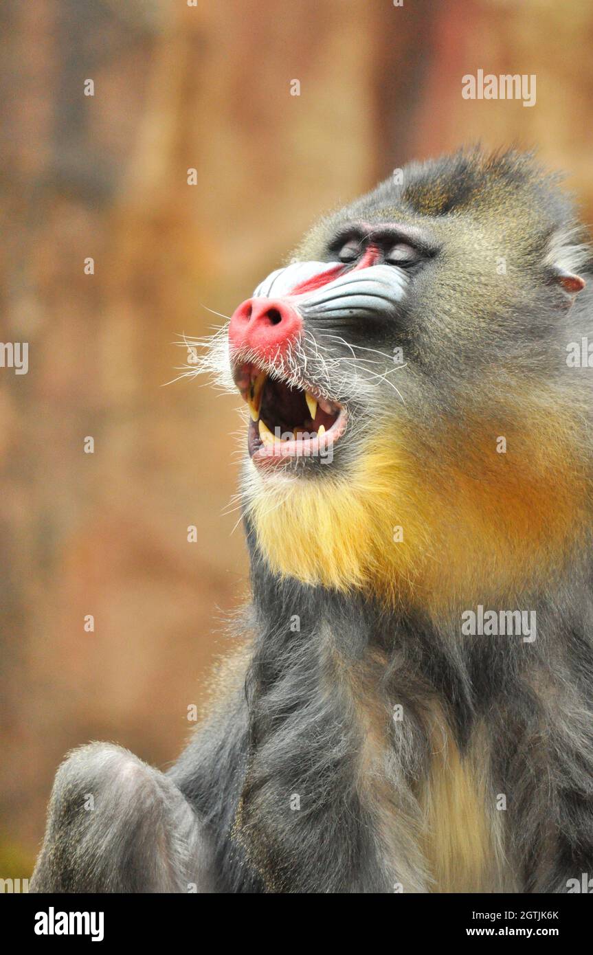 Snarling Monkey High Resolution Stock Photography and Images - Alamy