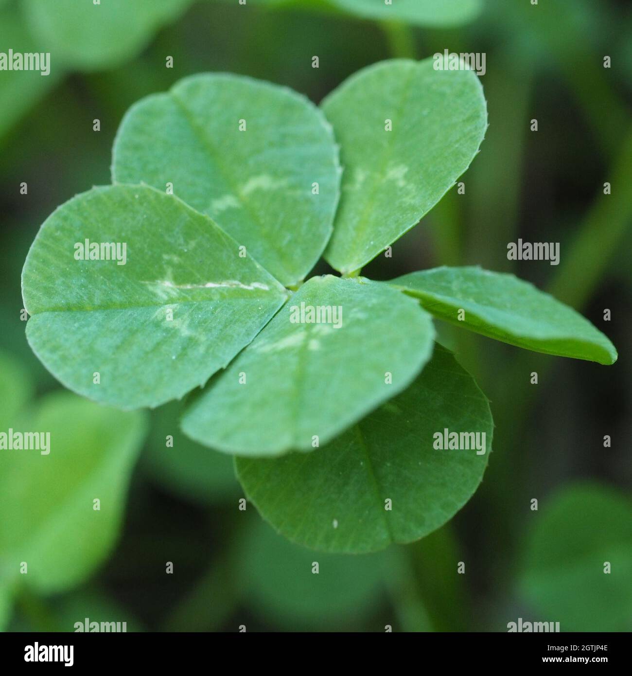 Four cloverleaf leaves hi-res stock photography and images - Alamy