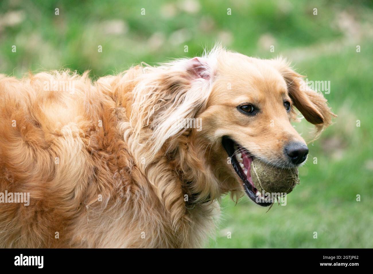 Dog happy content Stock Photo - Alamy