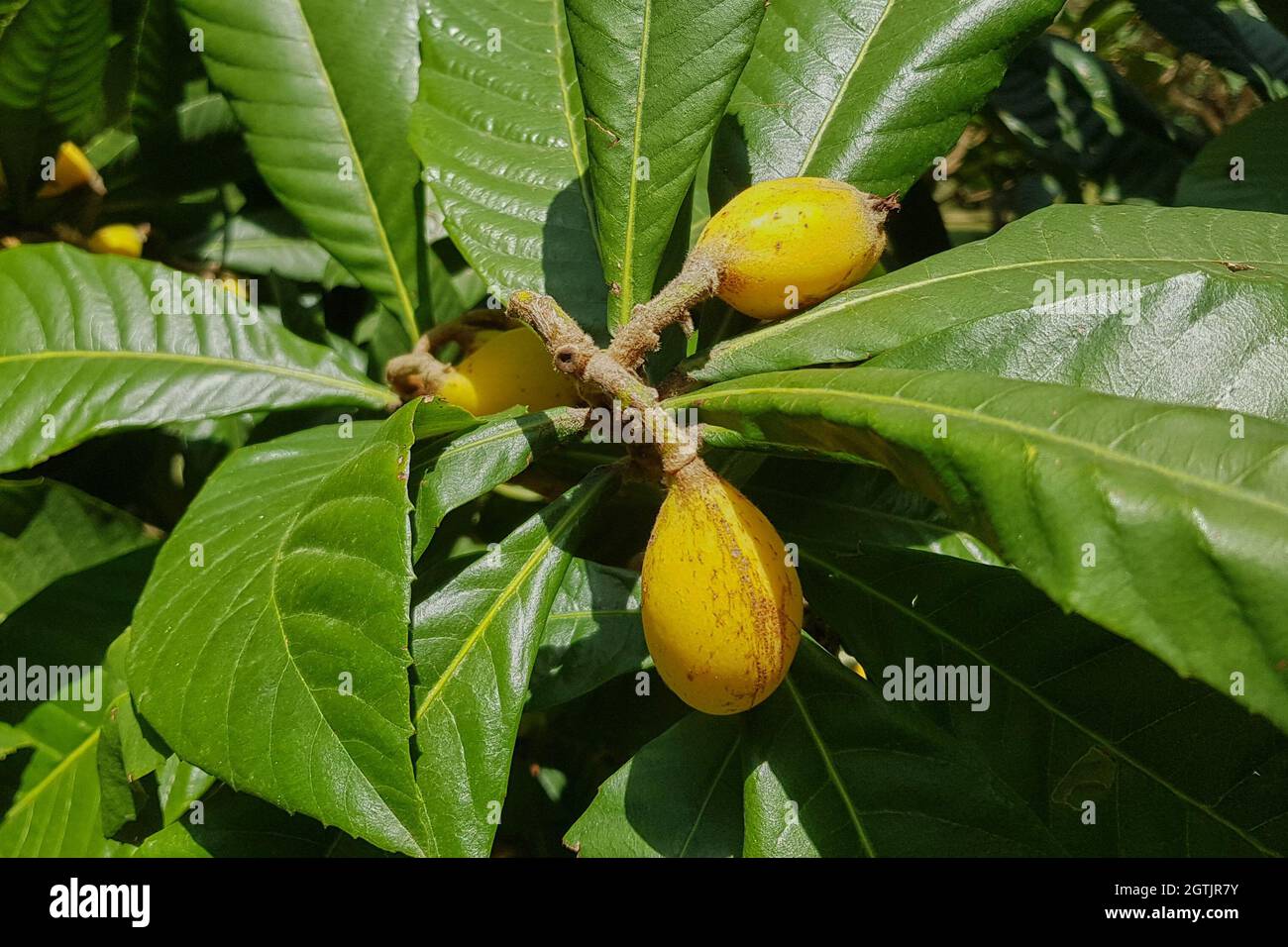 amazing fruit trees in a decorative truss Botanical Garden Emek Hefer ...