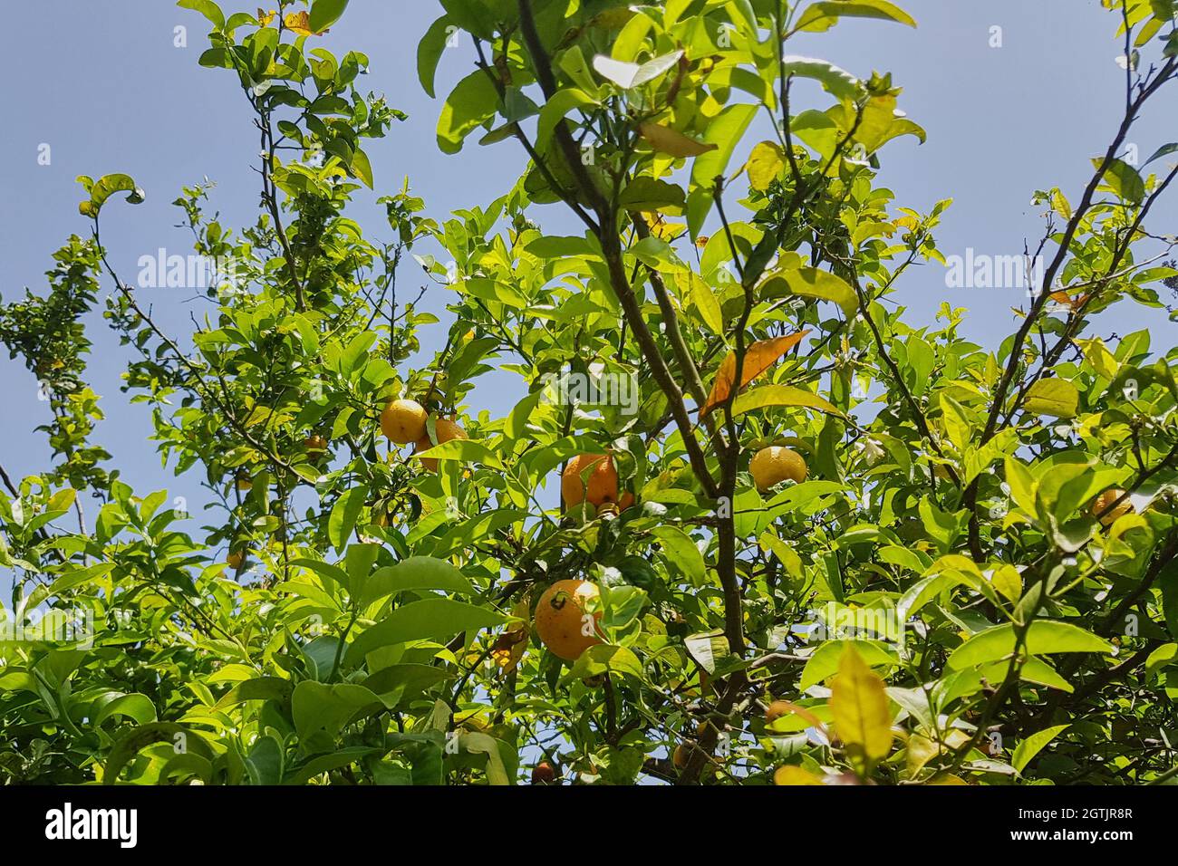 amazing fruit trees in a decorative truss Botanical Garden Emek Hefer ...