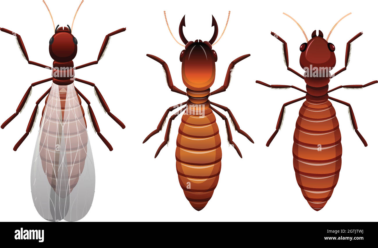 Different stages of a termite Stock Vector Image & Art - Alamy