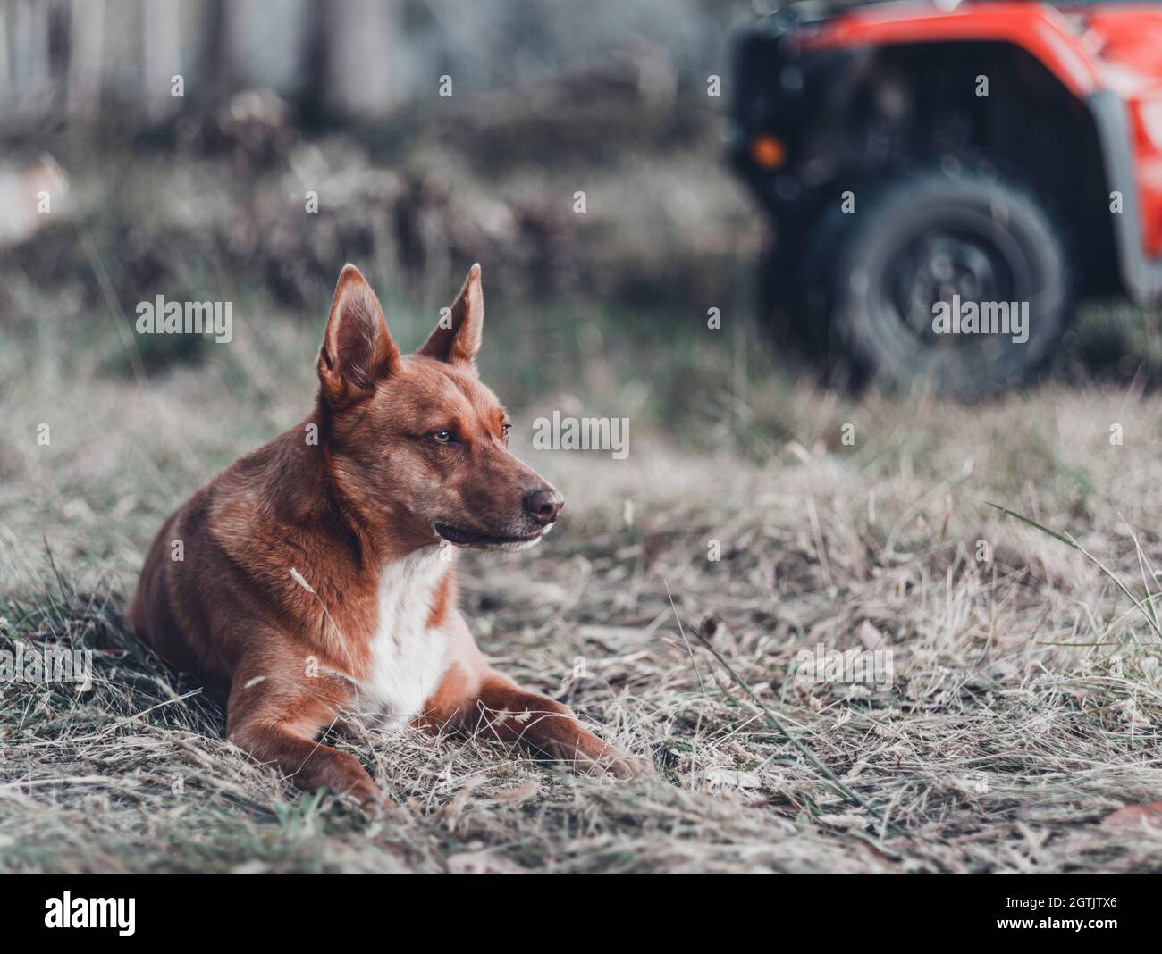 Kelpie sitting hi-res stock photography and images - Alamy