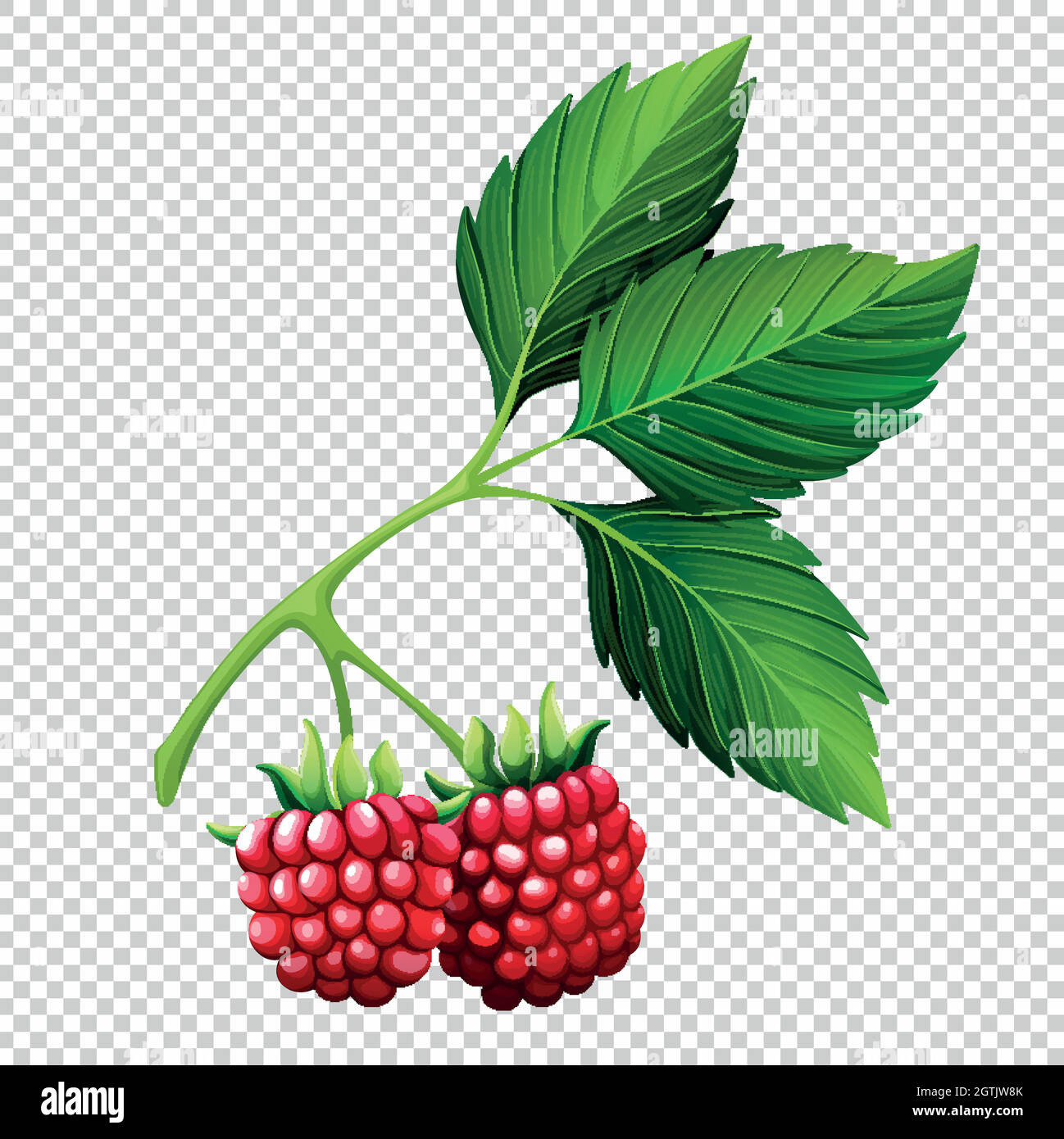Raspberries on branch on transparent background Stock Vector Image ...