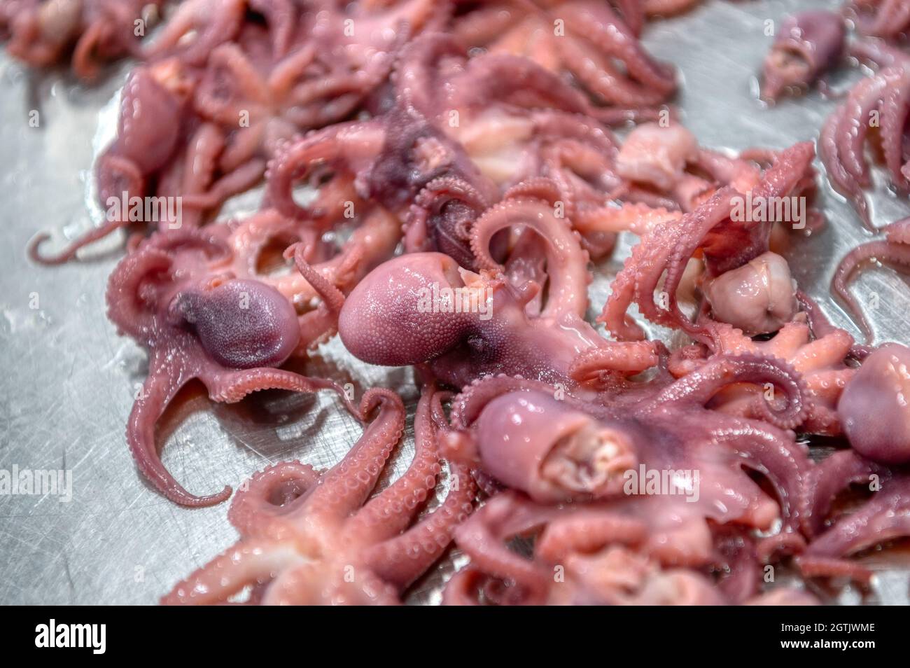 Pickled octopuses lie on a metal table. Ready-made seafood Stock Photo ...