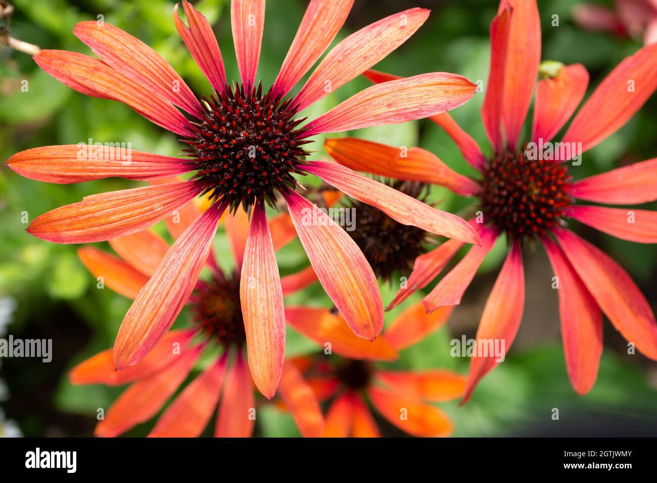 Orange Echinacea, Cone flower Stock Photo - Alamy