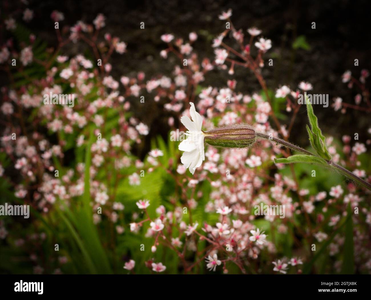 White Campion with London Pride, wildflower border Stock Photo - Alamy