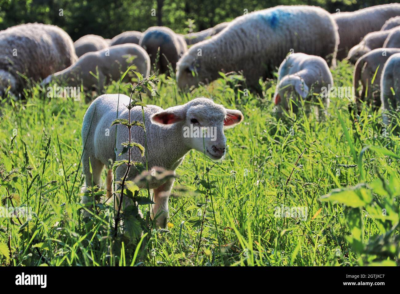 Sheep Standing In A Field Stock Photo - Alamy