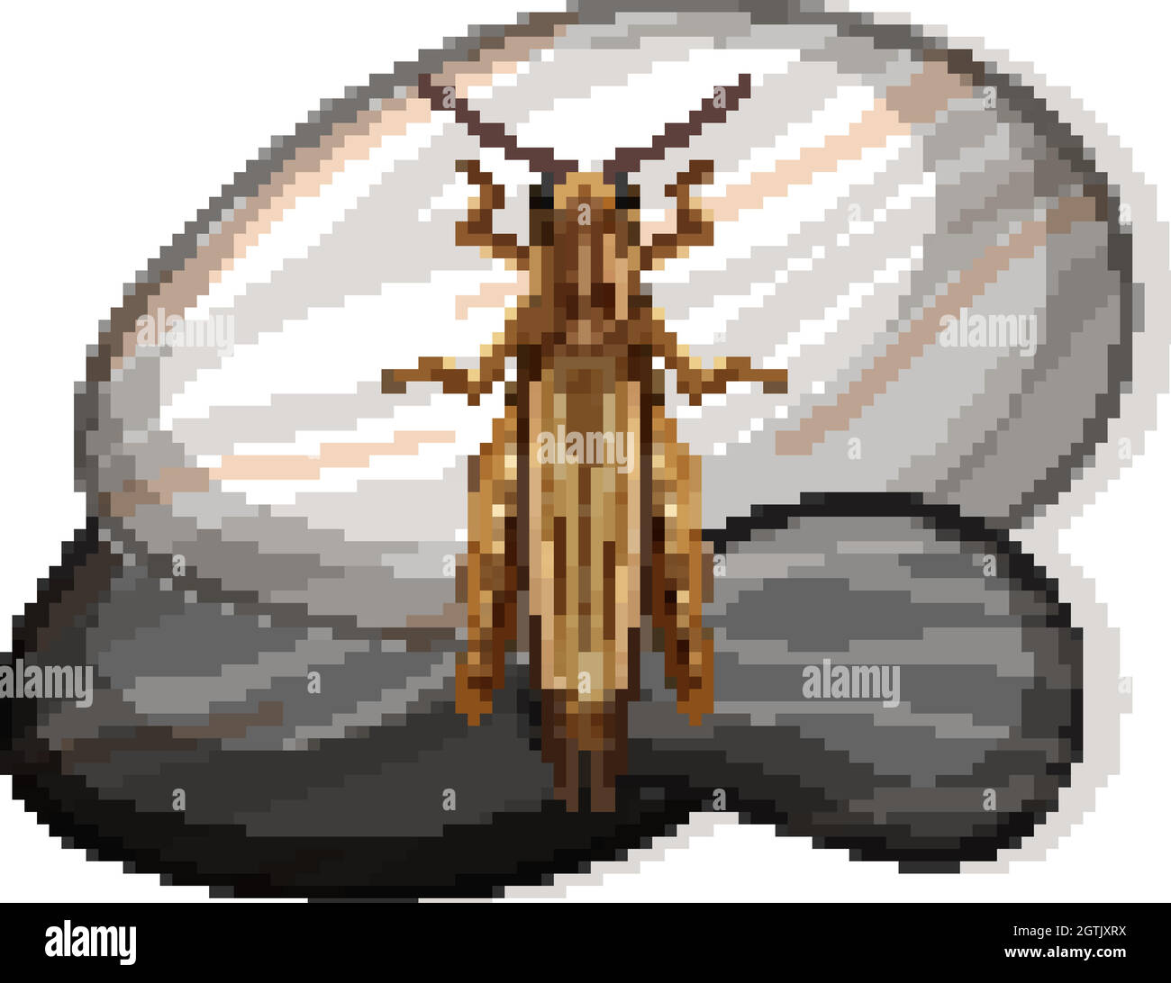Top view of grasshopper on a stone on white background Stock Vector ...