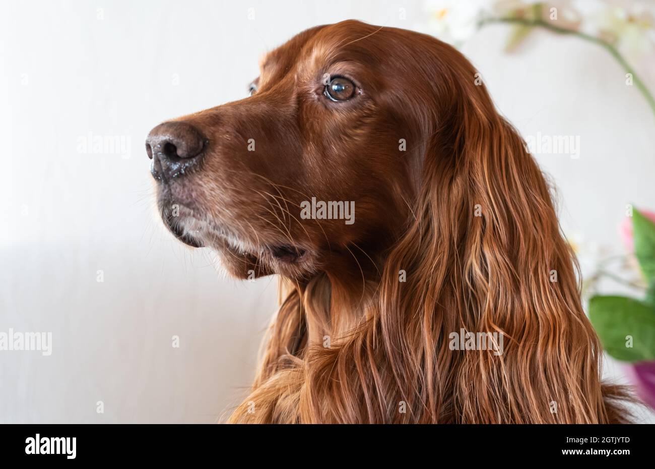 Irish setter nose hi-res stock photography and images - Alamy
